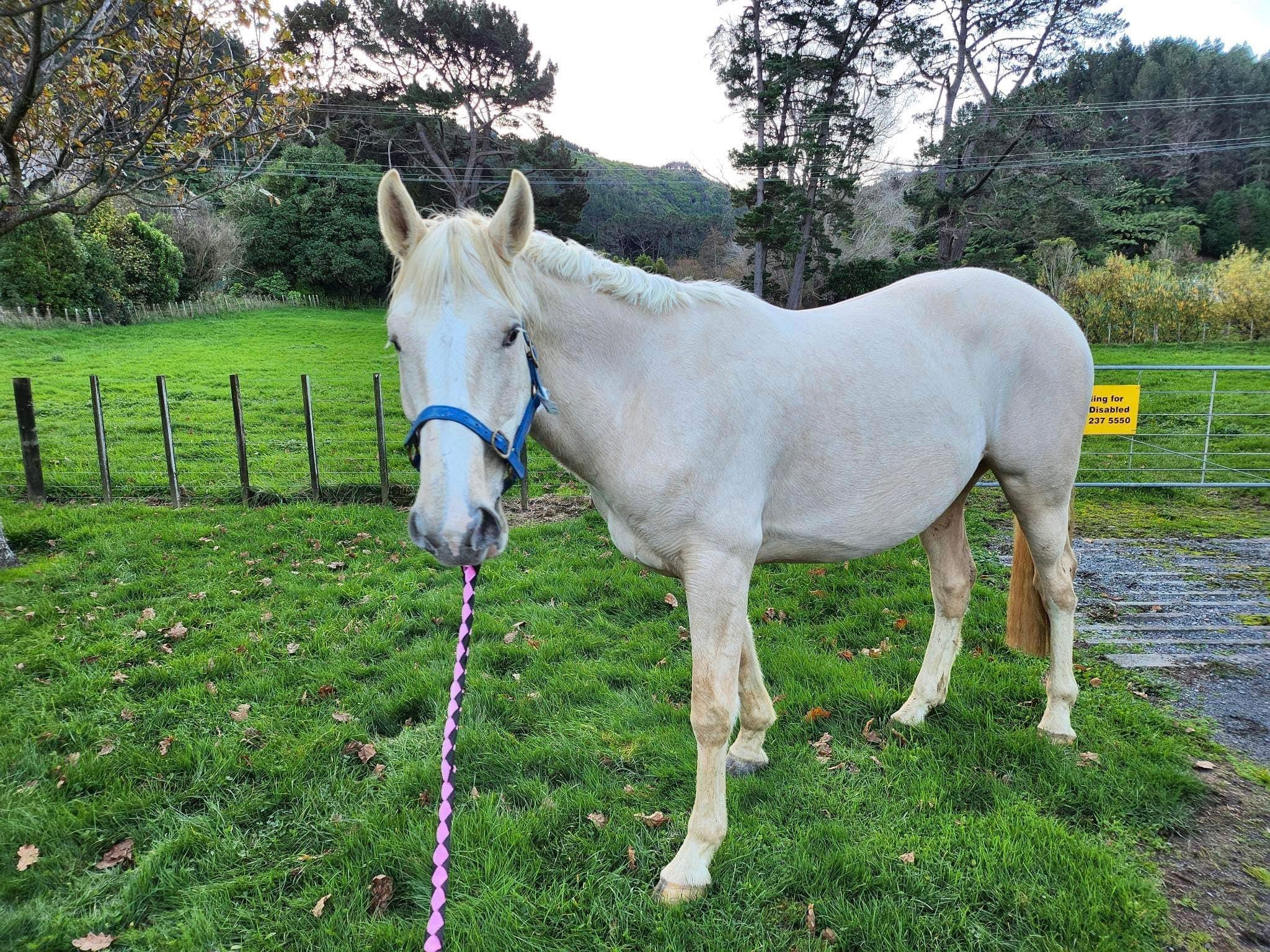 A good life for horses at RDA Groups - New Zealand Riding for the Disabled