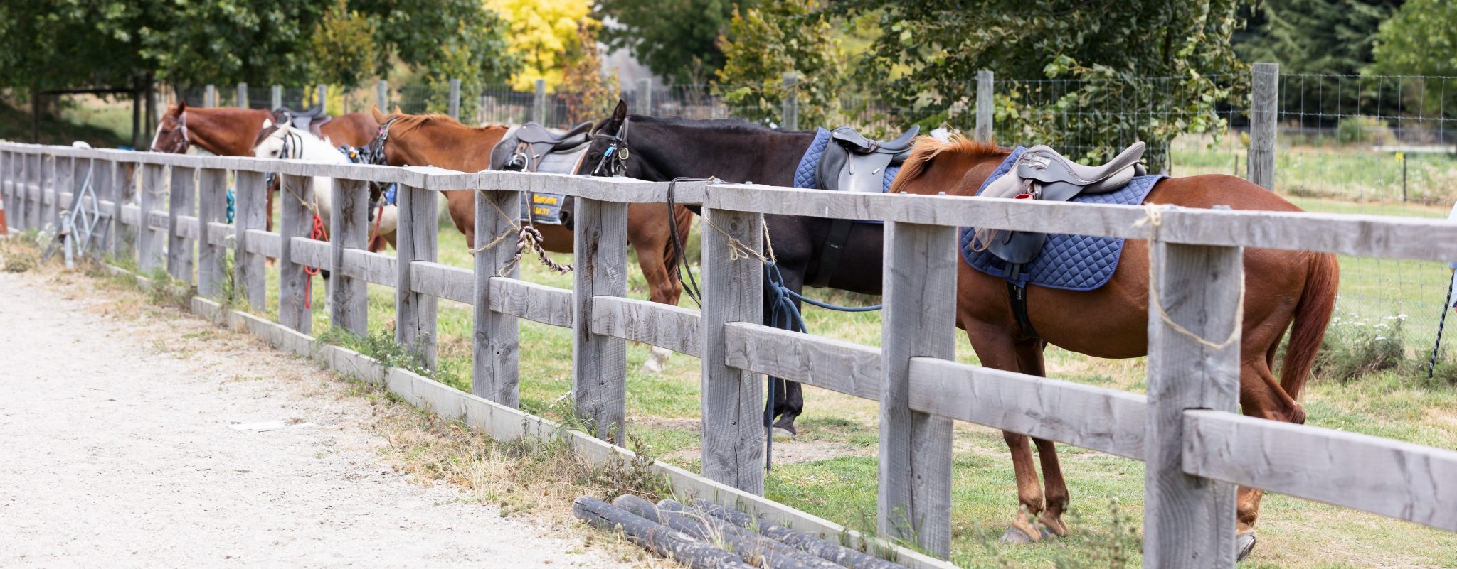 Our Horses - New Zealand Riding for the Disabled